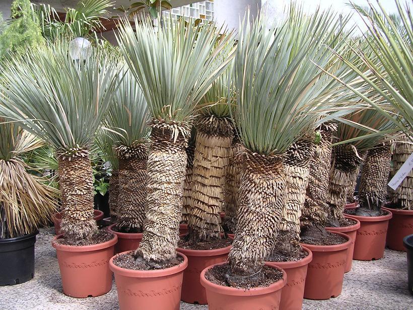 Producirá la SMAE Palma Yuca para Reforestaciones