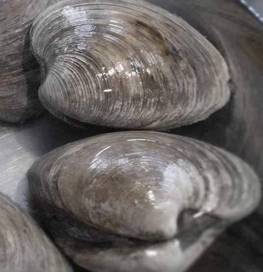 Fish and Shellfish: Shellfish species of surf clams