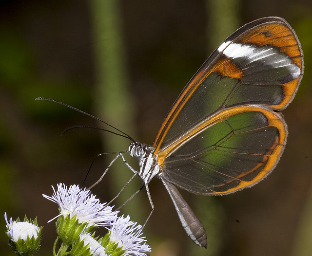 The Incredible Glasswing Butterfly | The Ark In Space