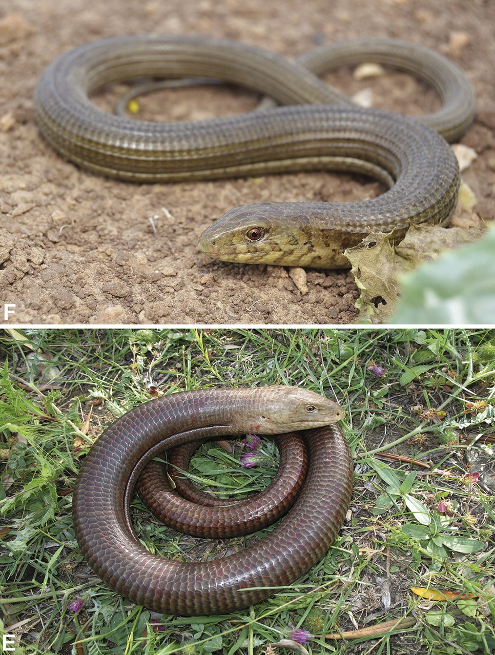 Species New to Science: [Herpetology • 2021] Pseudopus apodus ...
