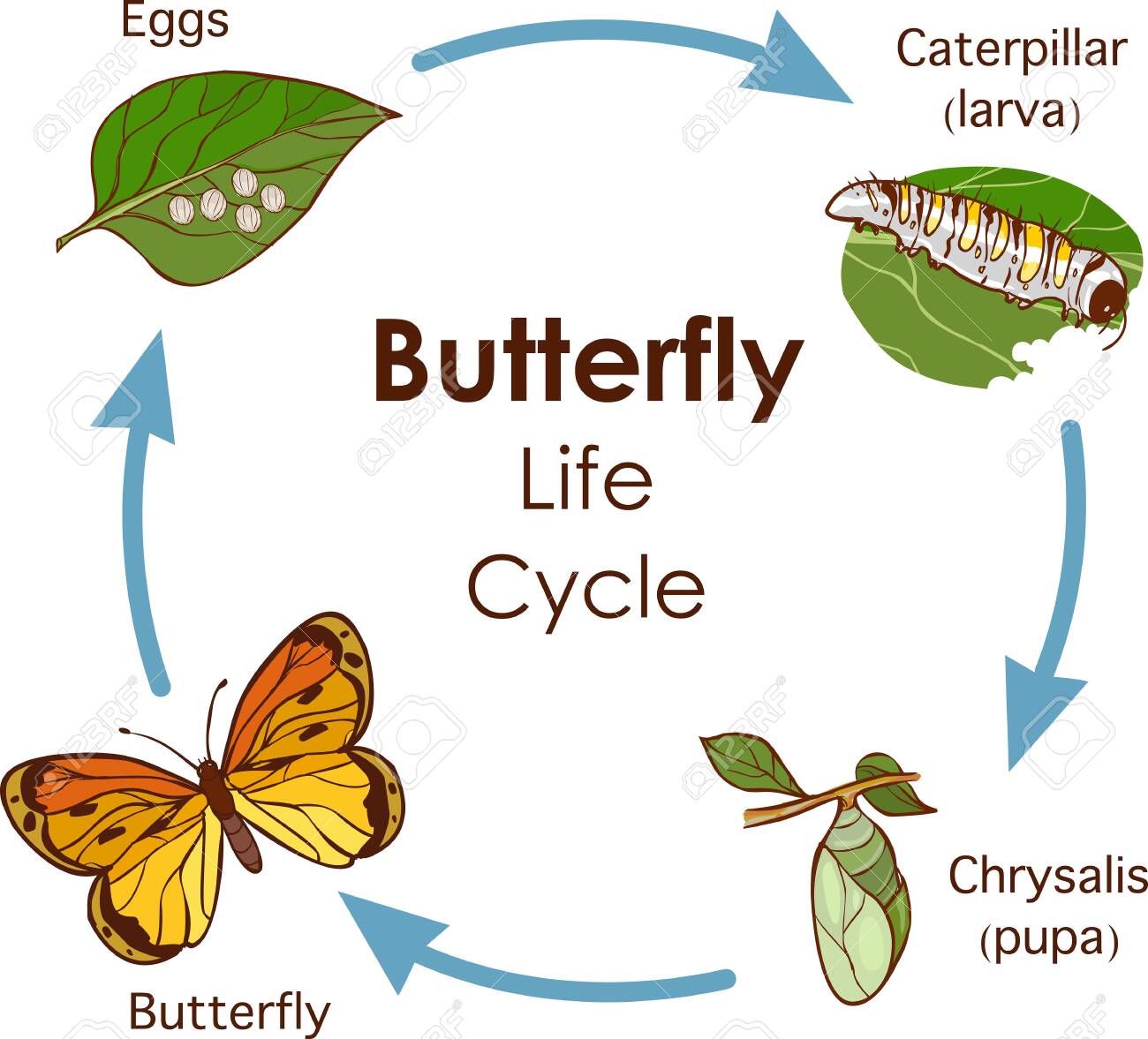 Life Cycle Of A Butterfly Printable Worksheet Butterfly Life Cycle life-cycle-of-a-butterfly-printable-worksheet-butterfly-life-cycle
