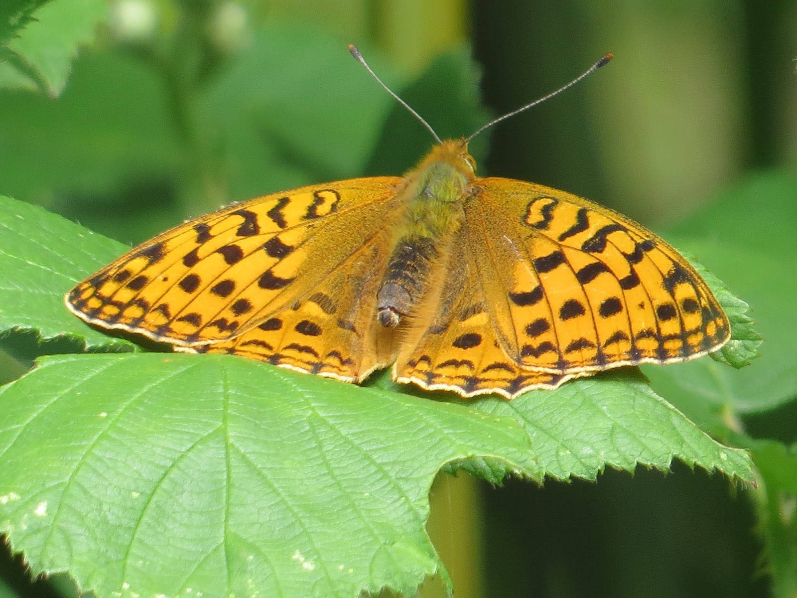 Organicbirder : High Brown Fritillary