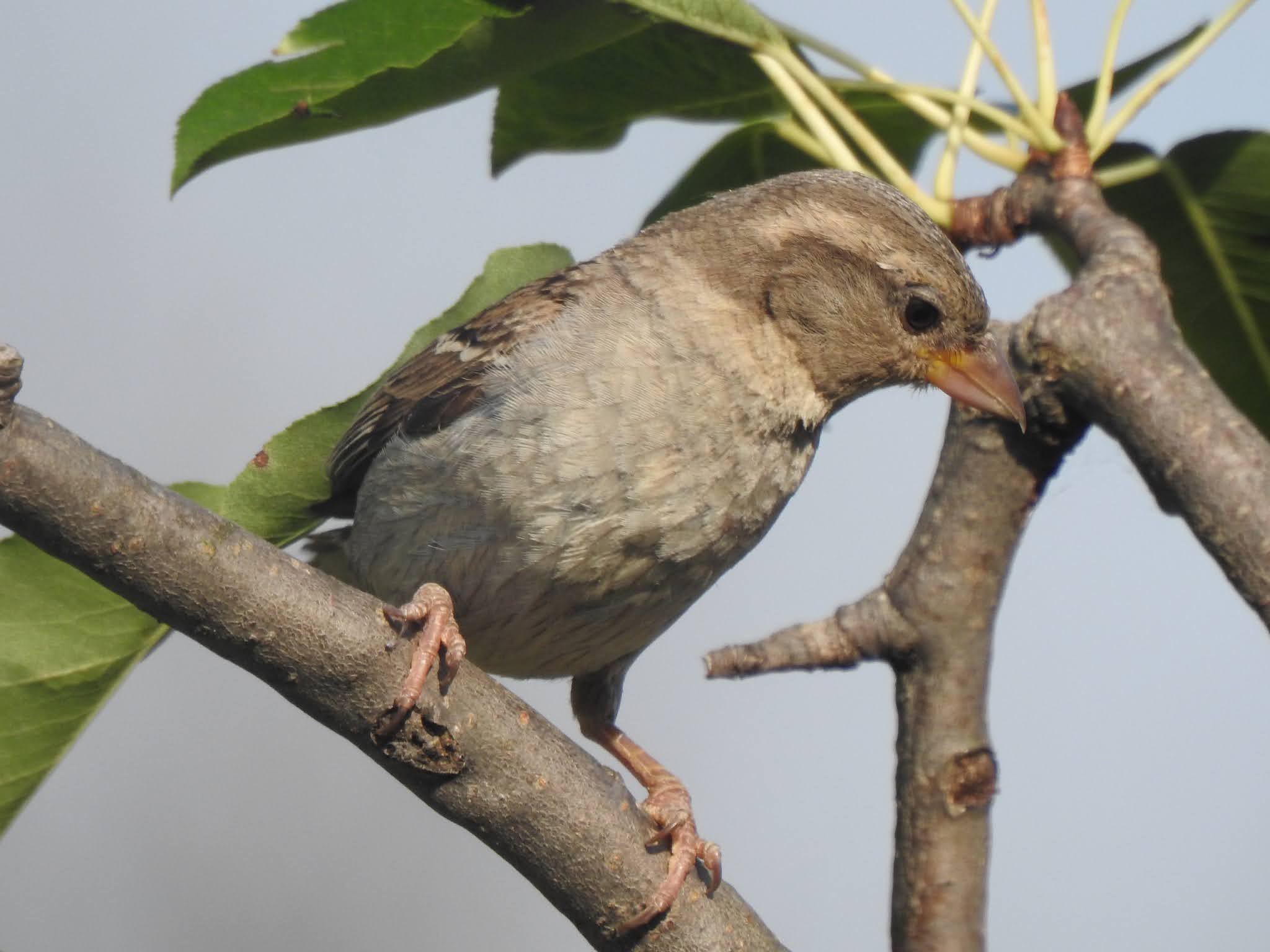 PASARI DIN ROMANIA: VRABIA DE CASA, Passer domesticus