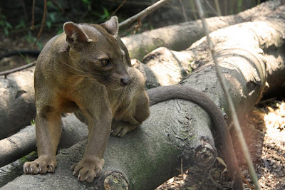 Fossa | Wildlife | The Wildlife