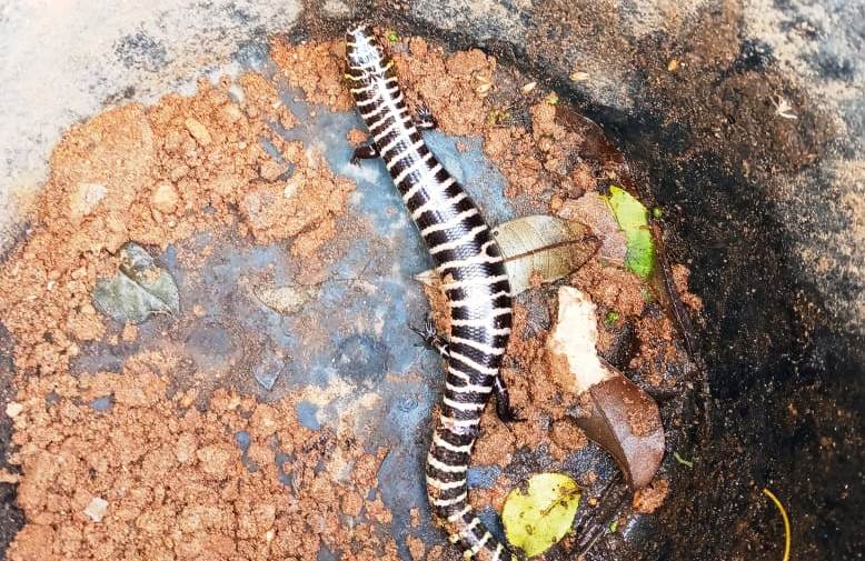 Mais um lagarto parecendo cobra com patas é encontrado em Mairi