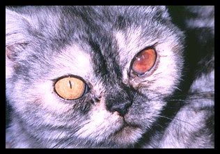 Clinica Veterinaria y Rehabilitación Animal Son Rossinyol ...