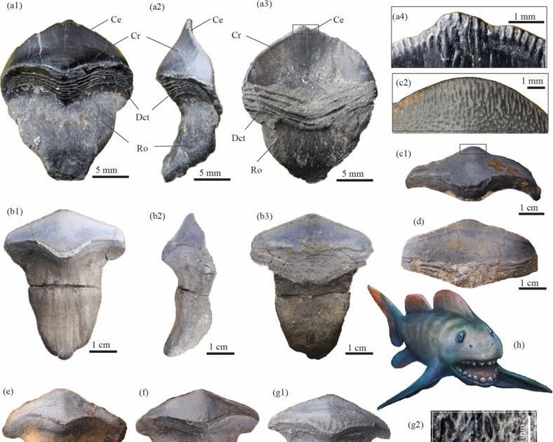 Hallan fósiles de peces extintos de hace 290 millones de años en Shanxi