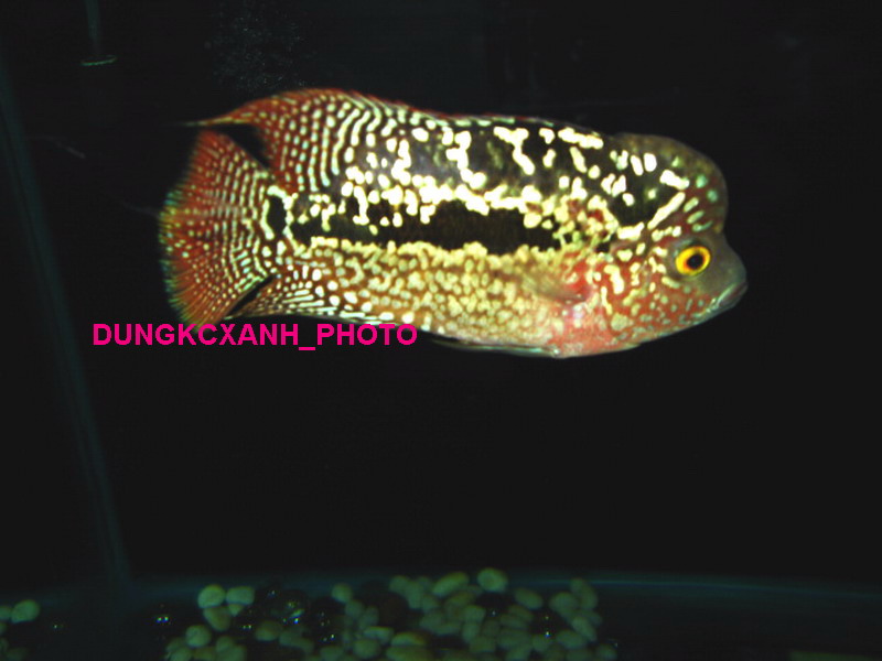 Flowerhorn The Hybrid Cichlids: Good King Kamfa?