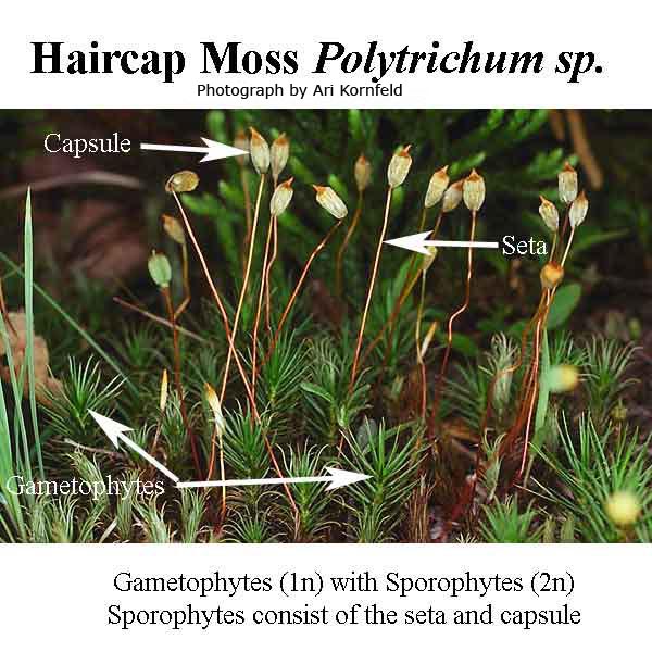 Biology is life: Bryophytes