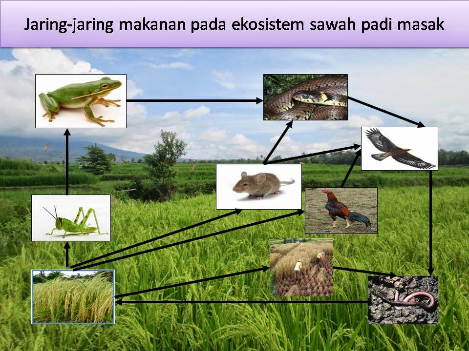 Sistem Organisasi Makhluk Hidup - Biologi Edukasi: Belajar Sains Biologi