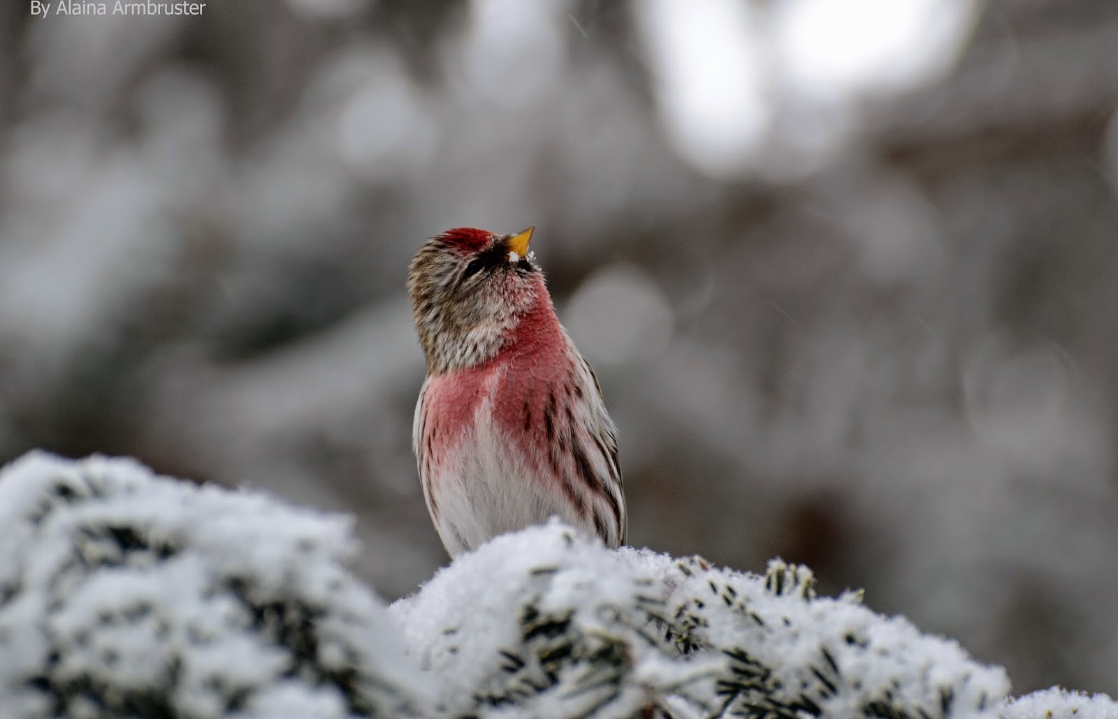 Alainas View - Peckers and Paws Photography: Pretty Birdies
