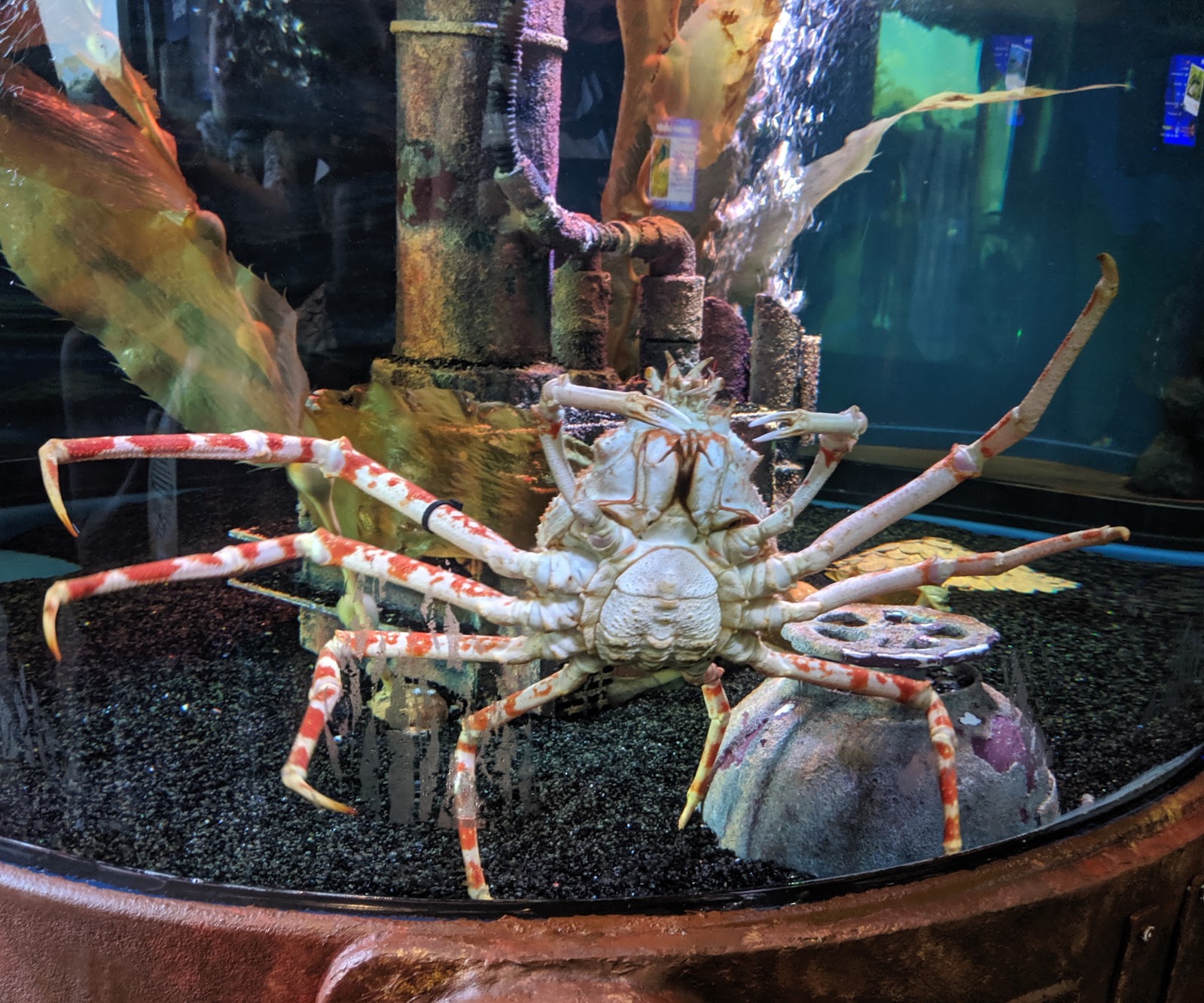 The Best Sea Life Aquariums in the UK | North East Family Fun