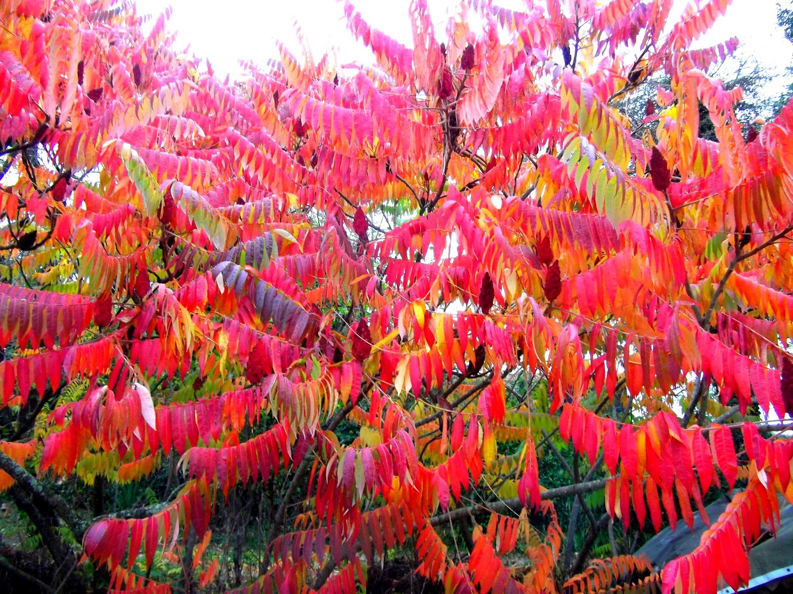 Magnon's Meanderings: Splendid Sumac.