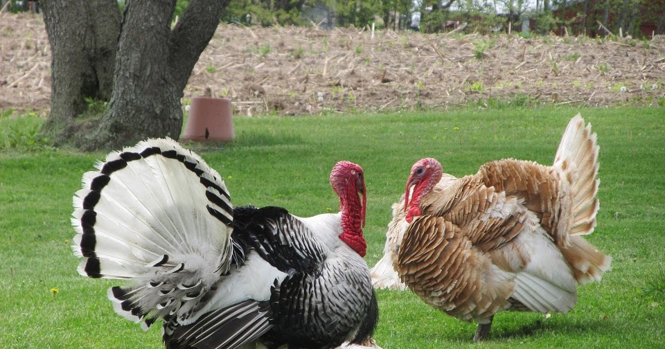 Ask a Poultry Farmer: Cooking backyard turkeys for Thanksgiving