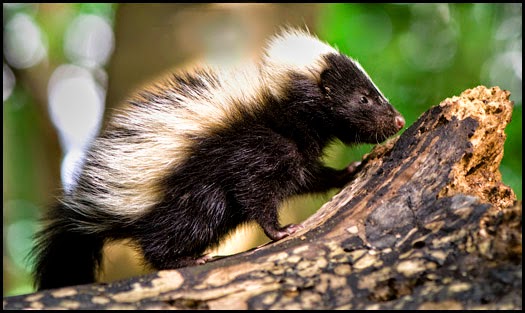 Smiling Skunk: cute skunks