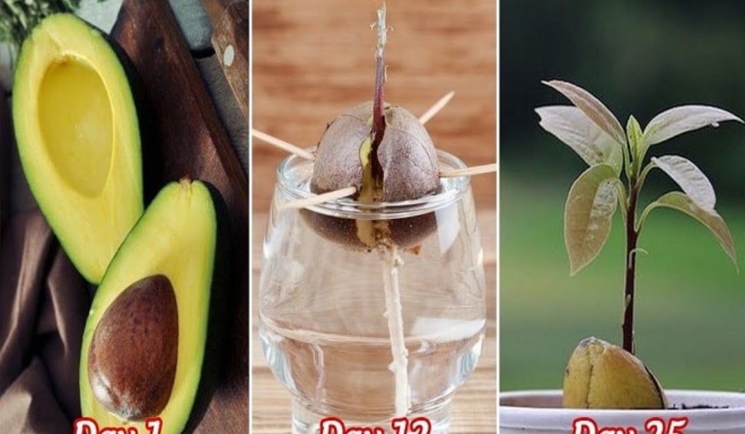 Cara Menanam Alpukat Dari Biji untuk Tanaman Hias - DWI PURWANTO