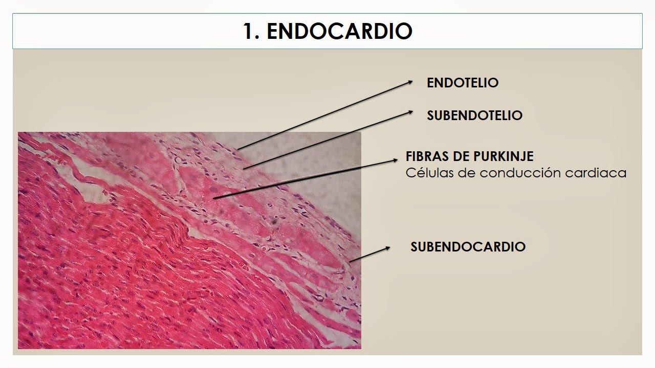 TEMAS MÉDICOS: HISTOLOGÍA CORAZON