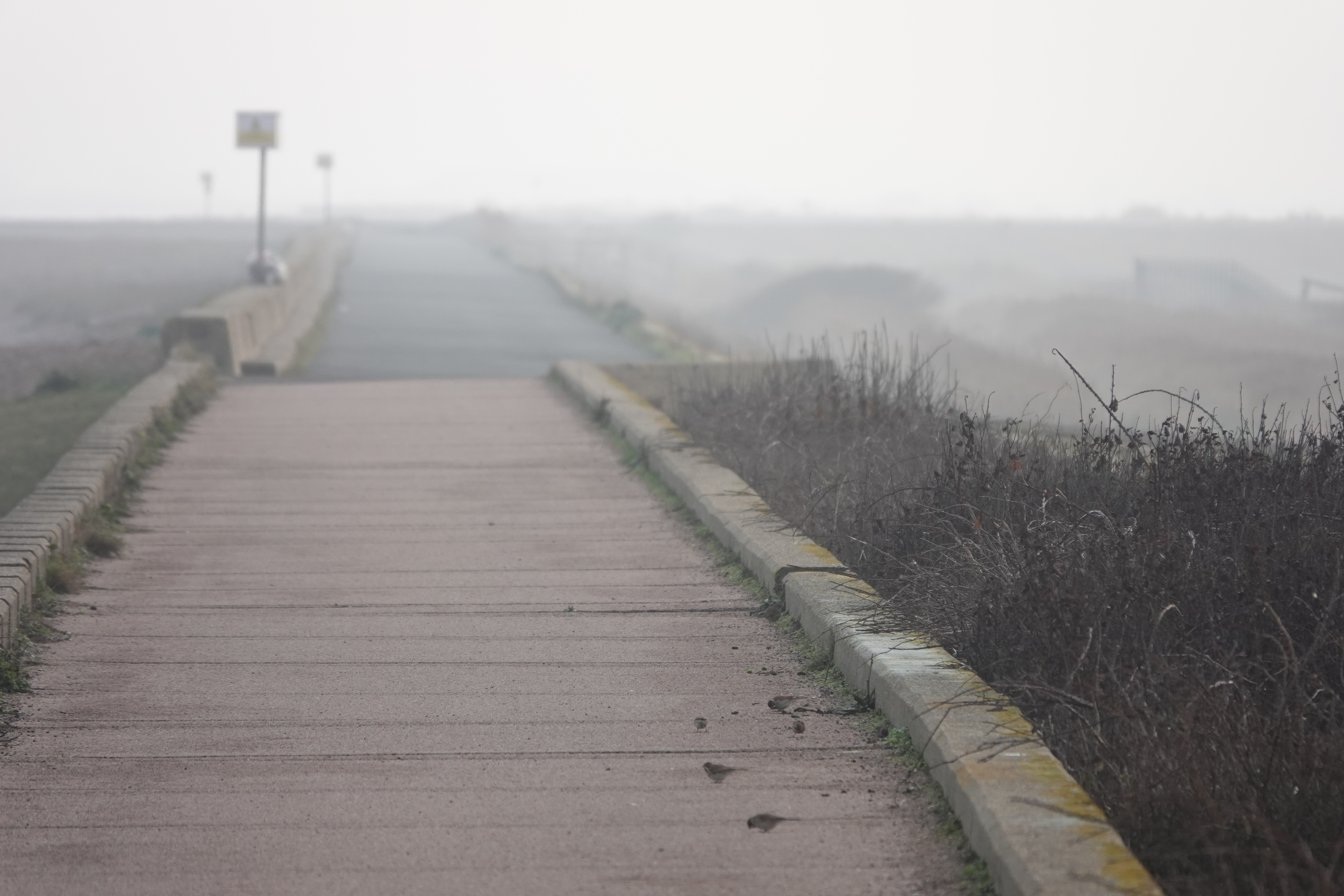 Blue Eyed Birder: A Kentish Winter's tale of Geese, Buntings and ...