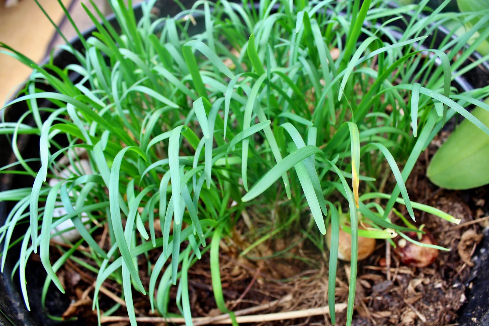 Dalikan, Kusina ken Lamisaan: MANGANTAYON, KARRUBA!: Pinadasko met, a.