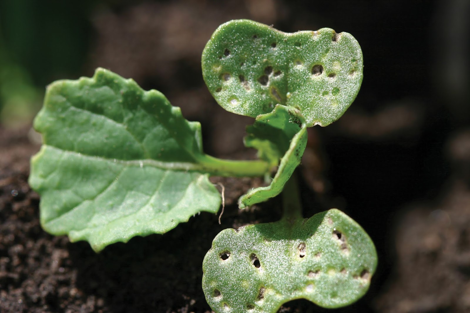 Prairie Pest Monitoring Network Blog: Insect of the Week (May 28, 2018 ...