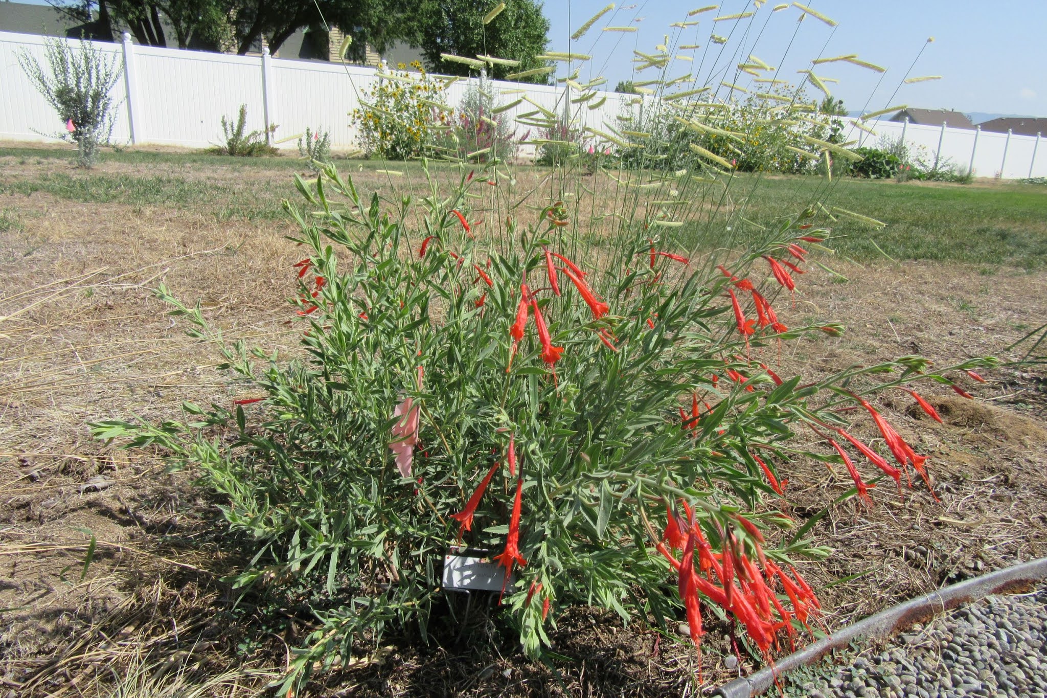 Mother Nature's Montrose Garden: Plant of the Month (September ...