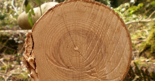How to calculate age of tree using ring without cutting