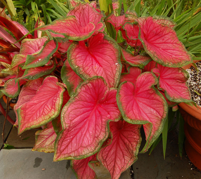 Caladium - Flowers