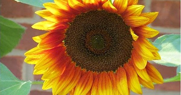 A GUIDE TO NORTHEASTERN GARDENING: This Month's Color in the Garden ...