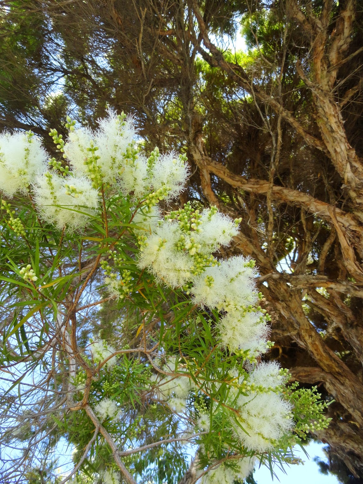 danger garden: Wandering a Bay Area neighborhood…