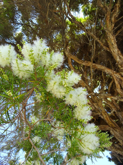danger garden: Wandering a Bay Area neighborhood…