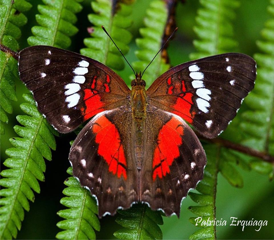 Anartia amathea ~ Butterfly Species Of The World