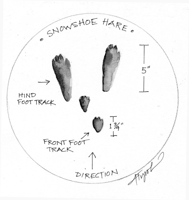 Three-Toed Tracks