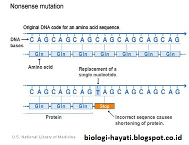 Pengertian, Jenis-jenis dan Contoh Mutasi Gen dan Mutasi Kromosom