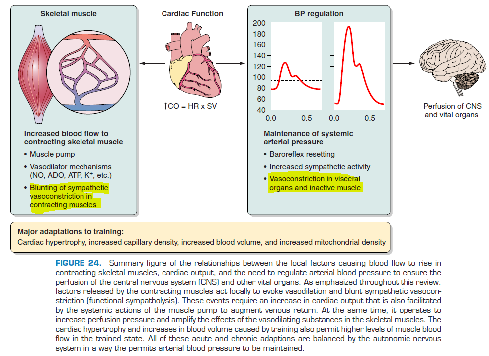 Muscle Oxygen Training: Blood flow redistribution II - Monitoring non ...