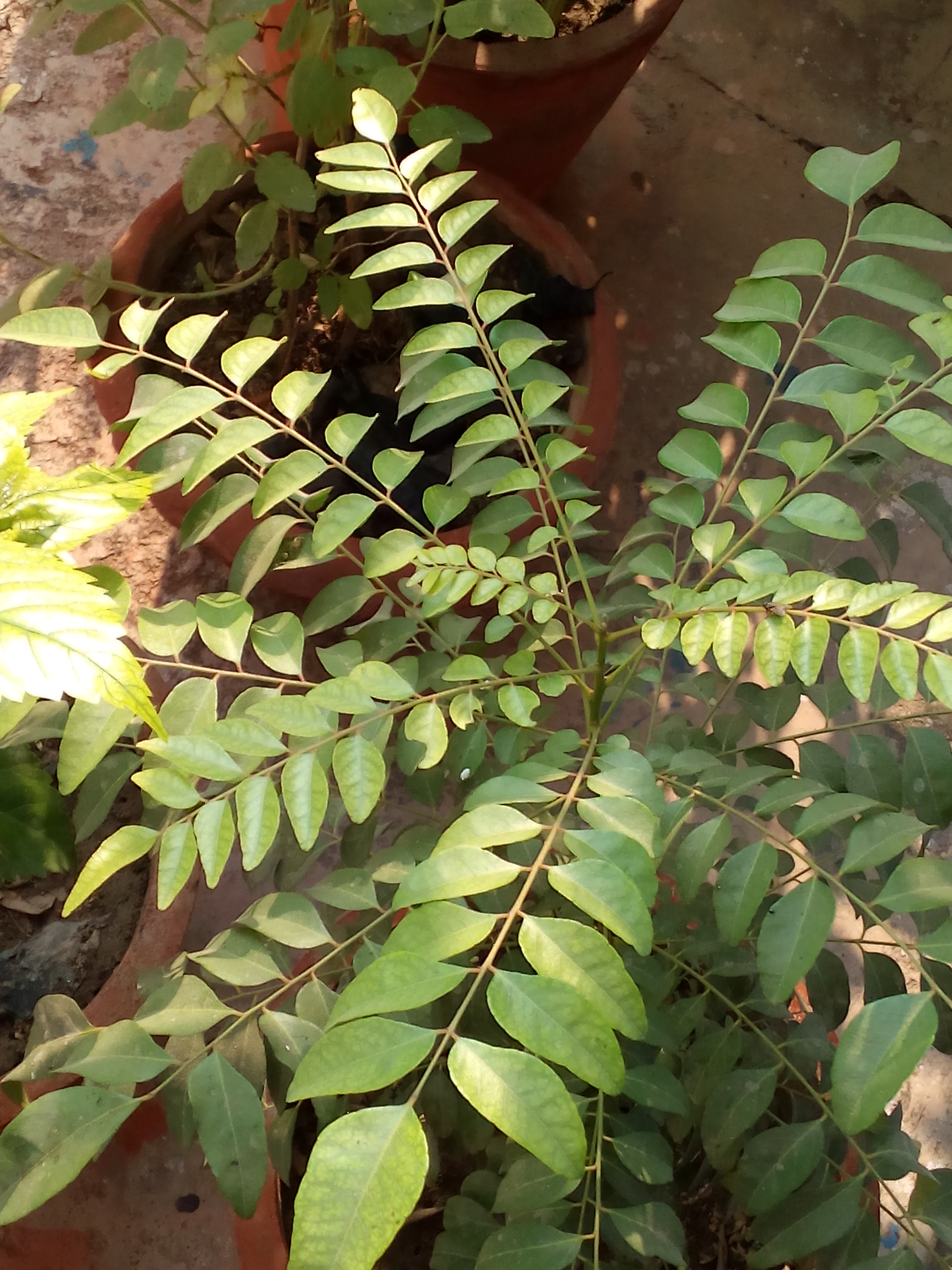 Dear Study: Sweet Neem Plant Images | Essay on curry leaf tree | Curry ...