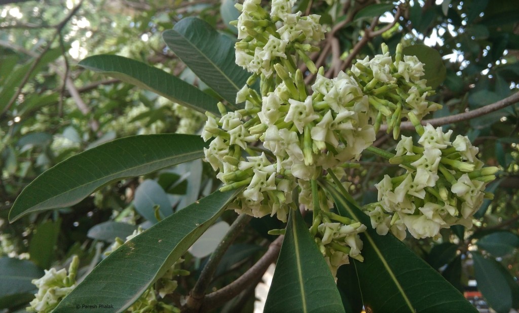 Gifting Trees...: The Scholar Tree