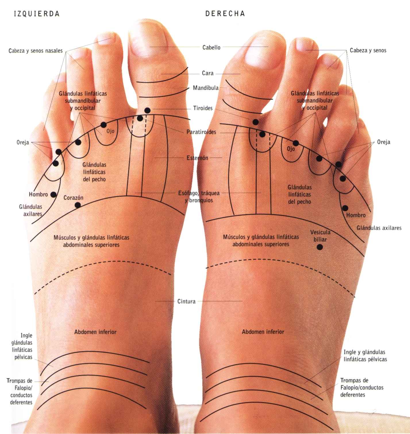 Pontos Do Pe Significado - FDPLEARN