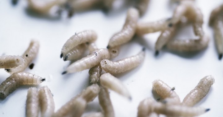 Mengapa Belatung Sering Ditemukan pada Mayat? | Belajar Sampai Mati
