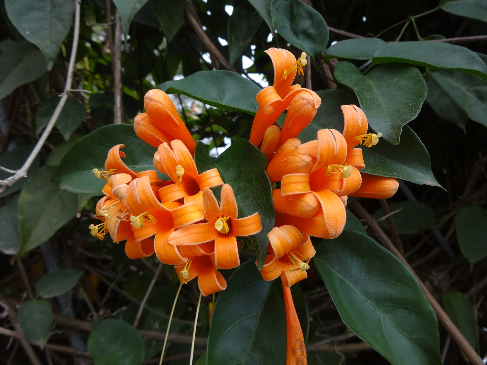 Herbs from Distant Lands: Pyrostegia venusta - Flame Flower, Golden ...