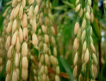 Jenis Varietas Tanaman Padi di Indonesia