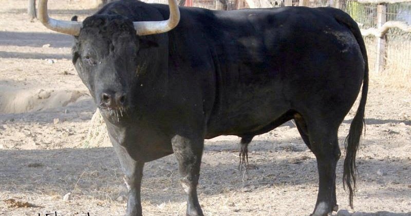 MONCOFA Y SUS TRADICIONES: Como siempre, hoy el toro de Sta. María ...