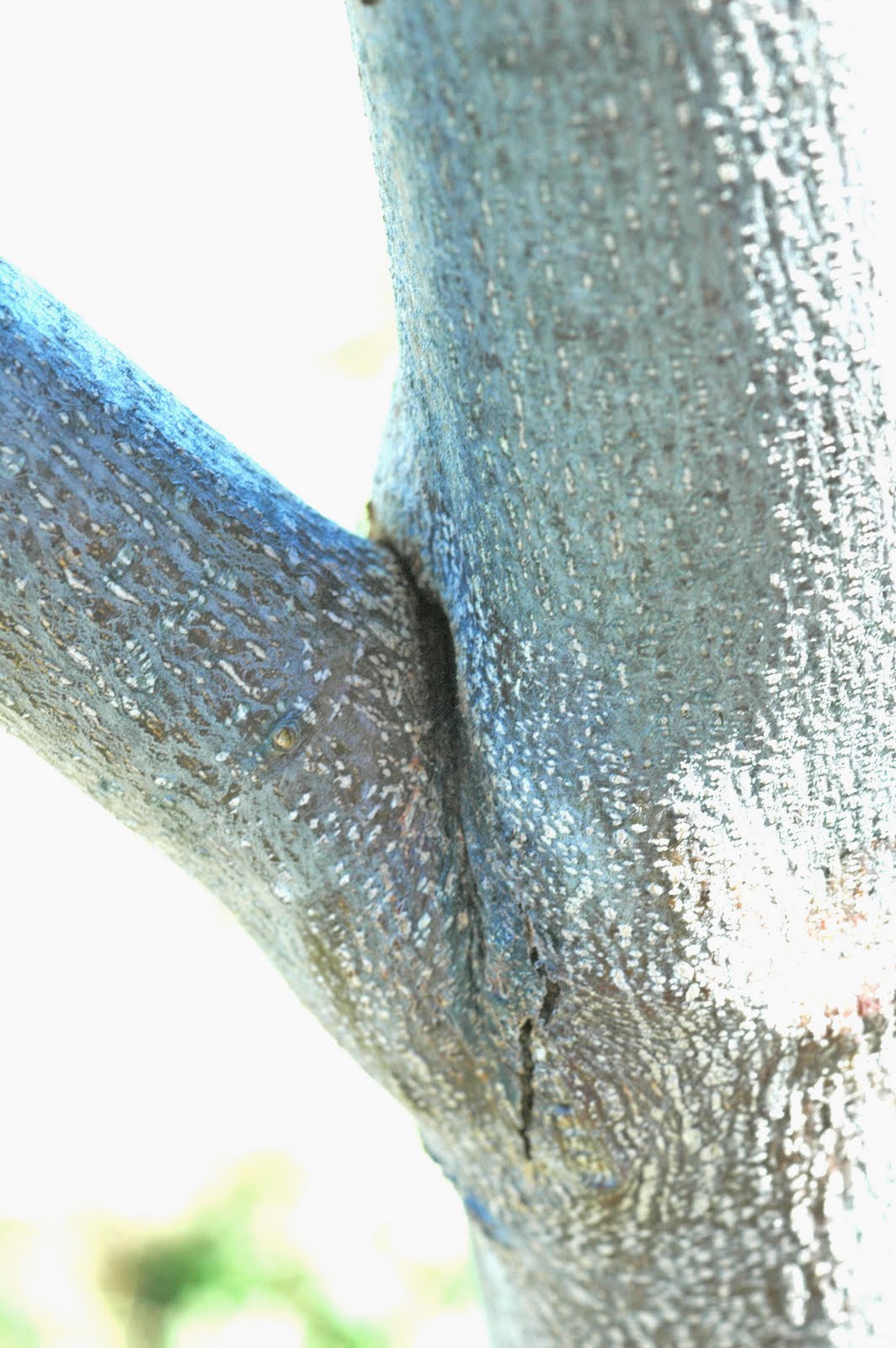 Northern Pecans: Training young pecan trees: The problem of stalked buds