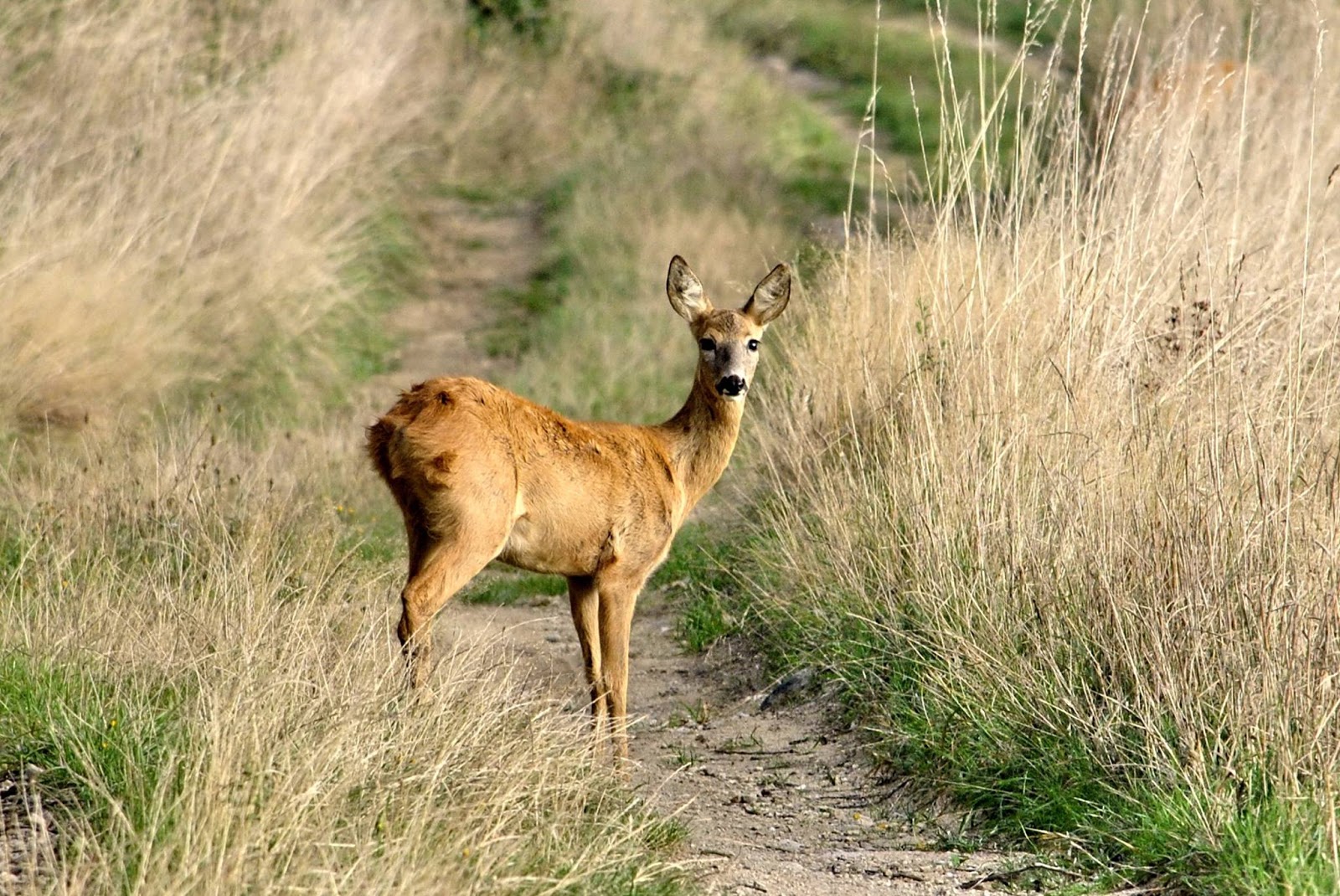 MYSLIVOST: ODHAD VĚKU ŽIVÉ SRNČÍ ZVĚŘE. ČIPLENKY, SRNČE. NEVODÍCÍ SRNY...