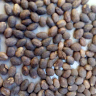 Wonders Of Ghana Seed