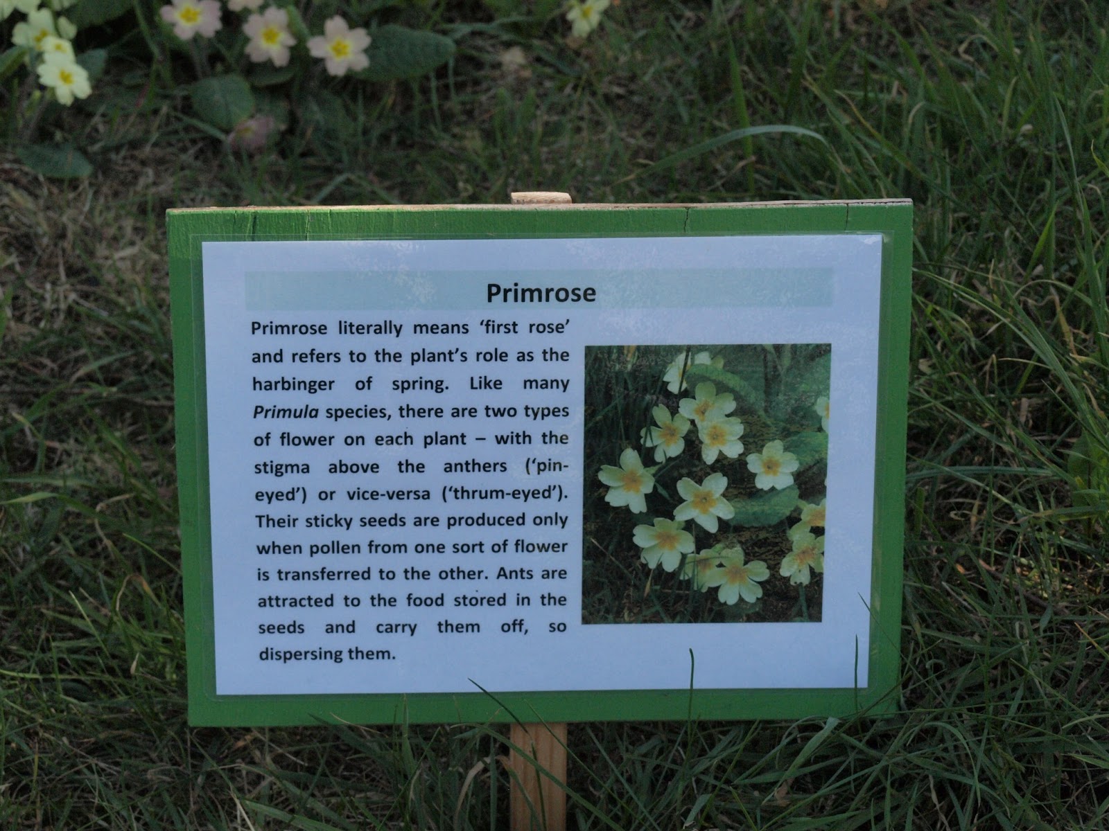 Ragged Robin's Nature Notes: Primrose Weekend at St Patrick's Church ...