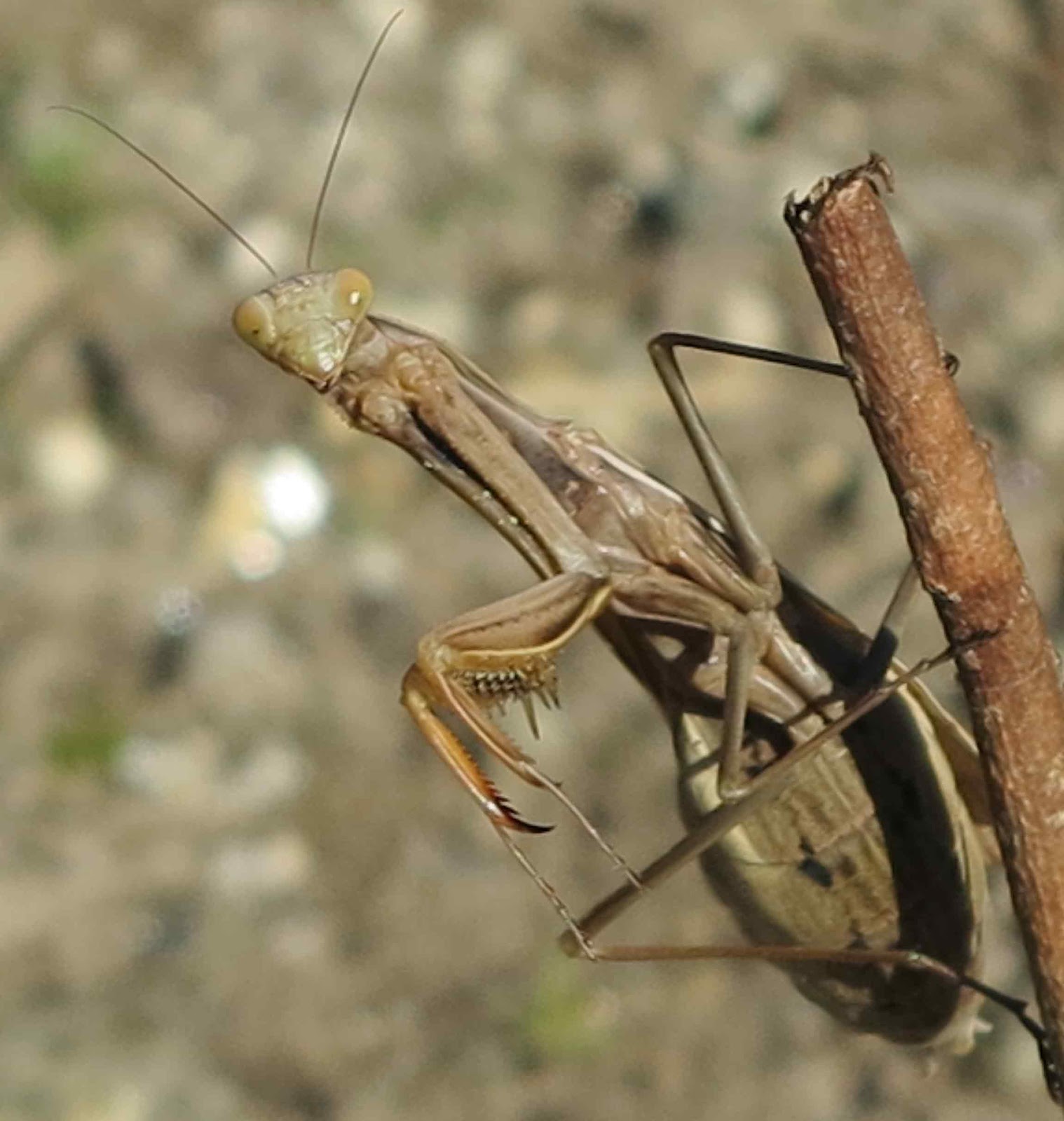 Francisco Javier Torres Goberna: Mantis Religiosa