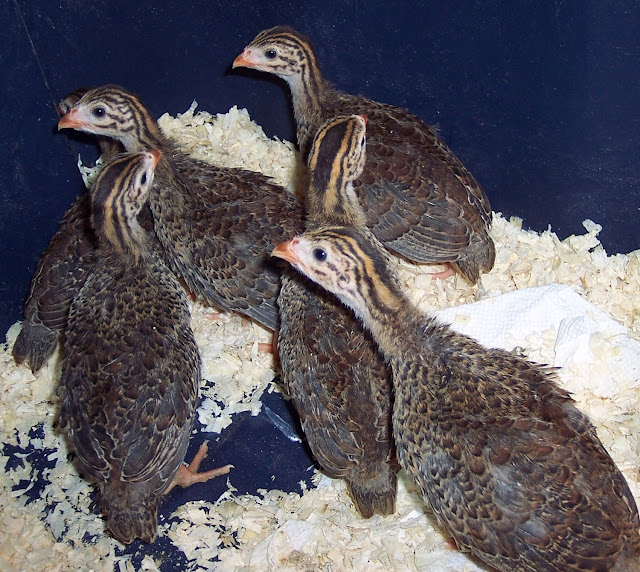 May 2012 | White Stone Studio