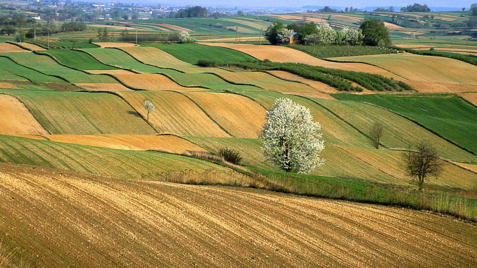 FOGLIE: Aumenta il lavoro nero nei campi agricoli