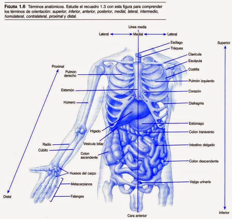 ANATOMIA: Posición Anatómica