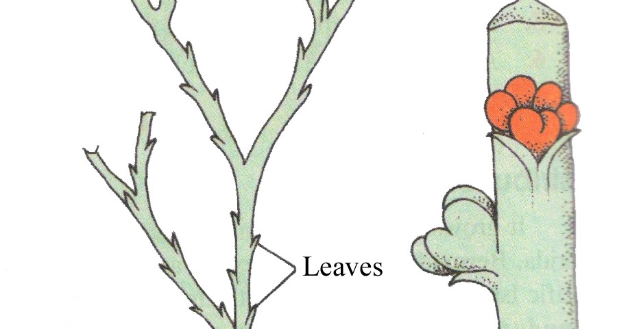 PSILOTUM - CLASSIFICATION, STRUCTURE OF SPOROPHYTE, REPRODUCTION ...